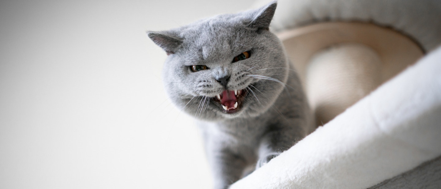 Comprendre & apaiser un chat en colère | Perfect Fit™