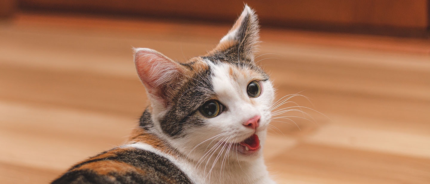 Mon Chat Respire Fort : Causes Et Solutions | Perfect Fit™