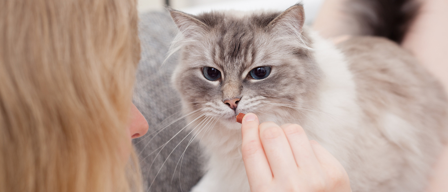 Education Positive : Renforcer les Liens avec Vos Animaux | Perfect Fit™