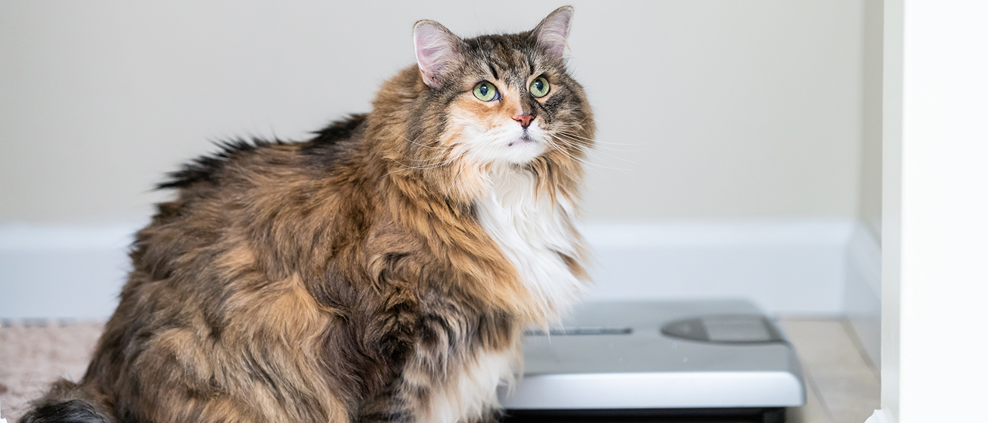 Quel est le poids idéal d'un chat ? | Perfect Fit™